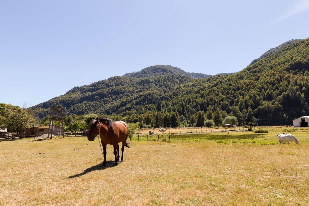 Learning About the Mapuche in Chile (2024 Guide)
