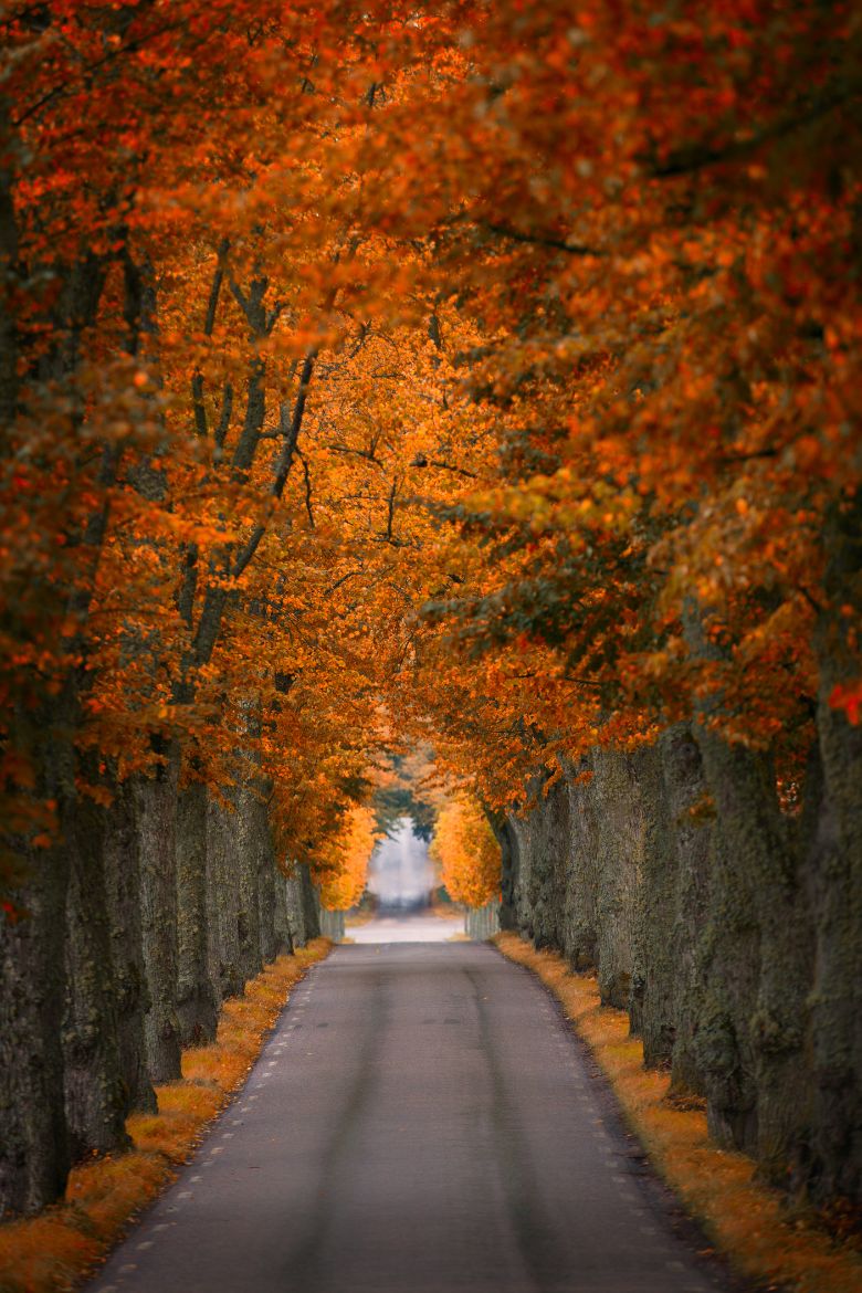 12+ BEST Things to do in Boston in the Fall (2025 Guide)