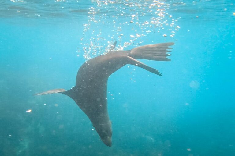 17 Things to do in Kangaroo Island, South Australia (2024 Guide)