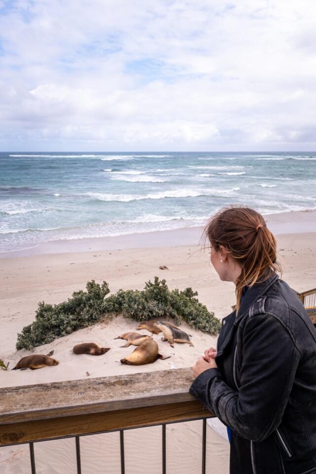 17 Things to do in Kangaroo Island, South Australia (2024 Guide)