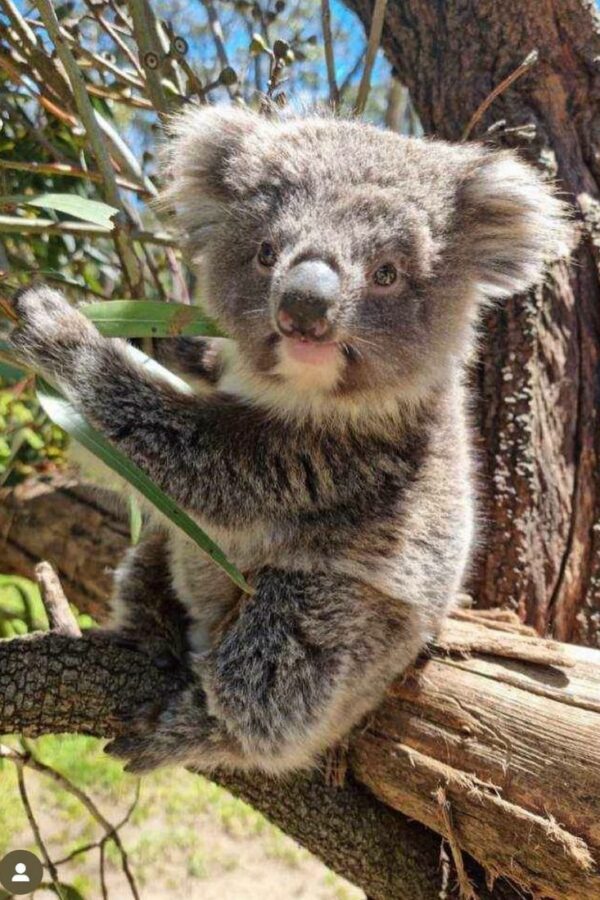 13 BEST Day Trips from Adelaide, South Australia (2024 Guide)