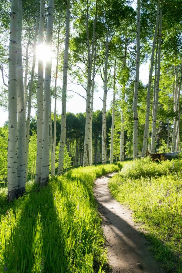 13 BEST Things to do in Vail in Summer (2024 Guide)