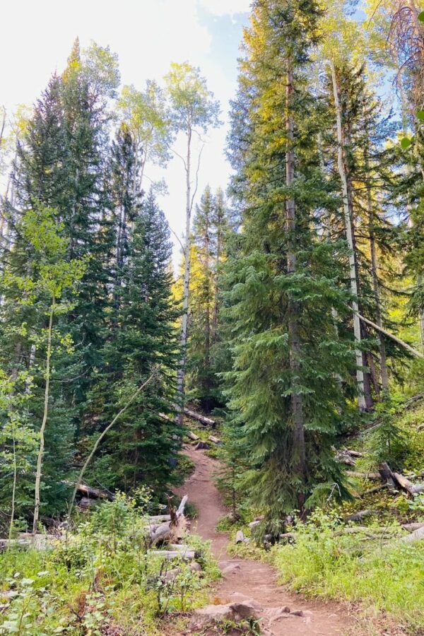 13 BEST Things to do in Vail in Summer (2024 Guide)
