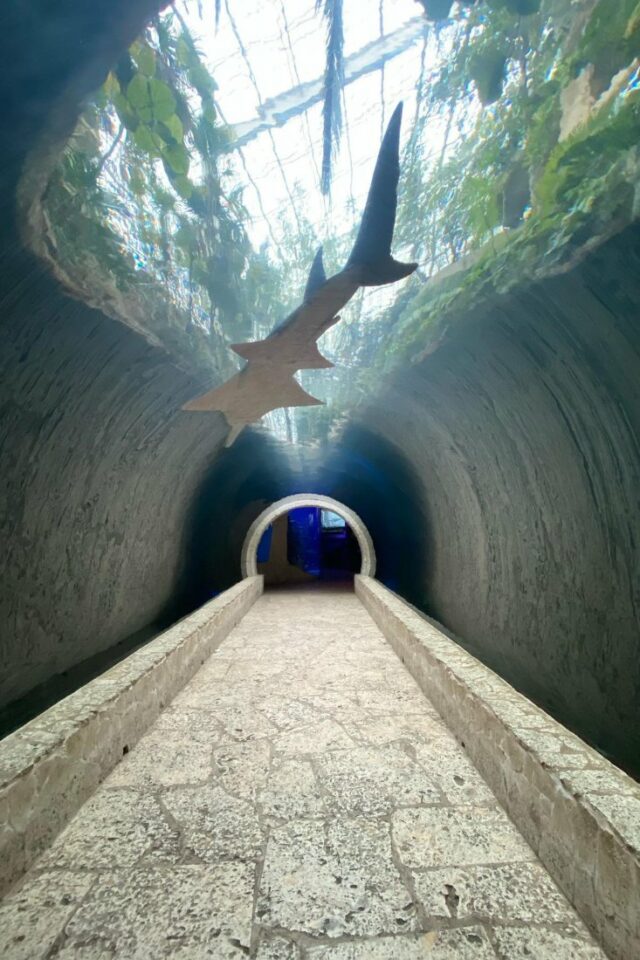 13 BEST Things to do in Dallas in Summer (2024 Guide)