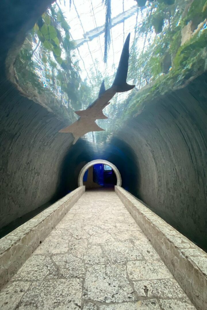 13 BEST Things to do in Dallas in Summer (2024 Guide)